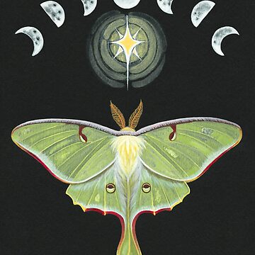 "Luna moth and moon phases" Postcard by AcuaLea | Redbubble
