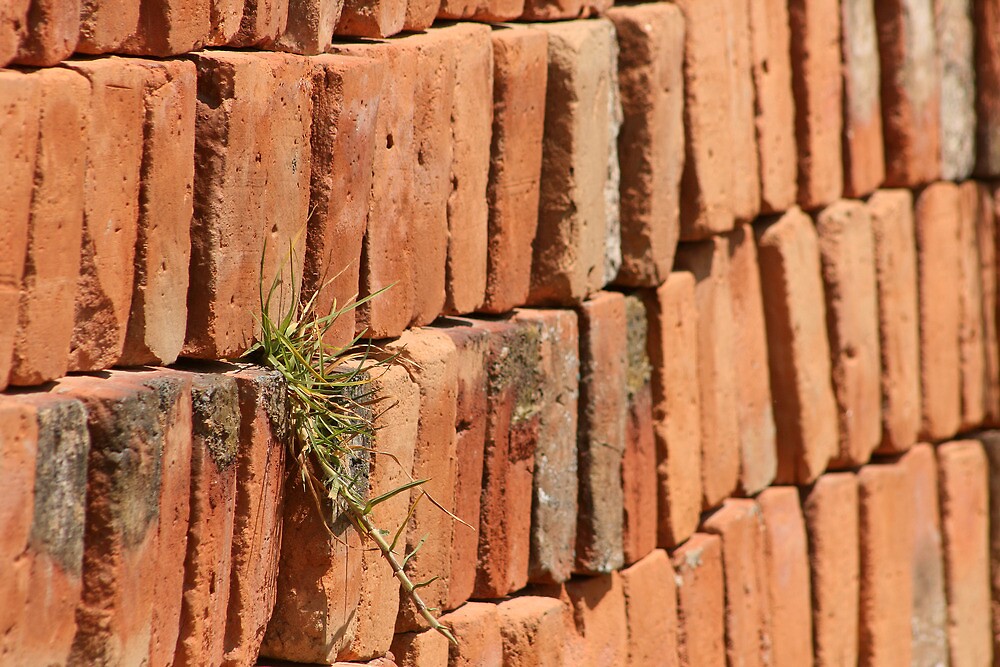 "Adobe Bricks with a Tuft of Grass" by rhamm | Redbubble