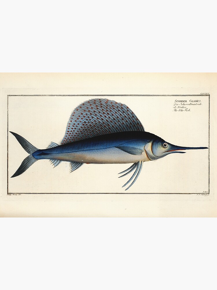 "Vintage German fish illustration - The Ola Fish" Poster for Sale by ...