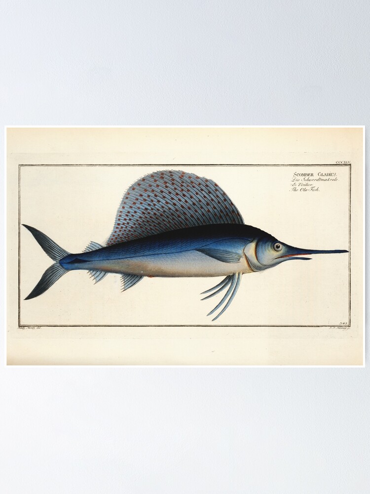 "Vintage German fish illustration - The Ola Fish" Poster for Sale by ...