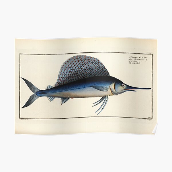 "Vintage German fish illustration - The Ola Fish" Poster for Sale by ...