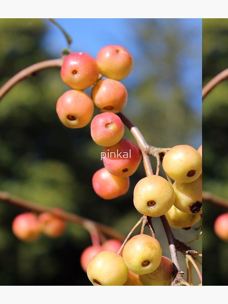 Sac à dos « Pommettes rouges », par pinkal | Redbubble
