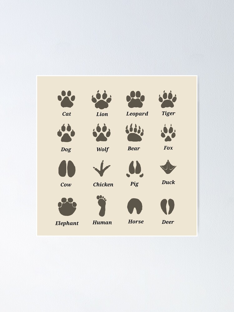 "Animal Footprints Tracks Identification Guide" Poster for Sale by ...