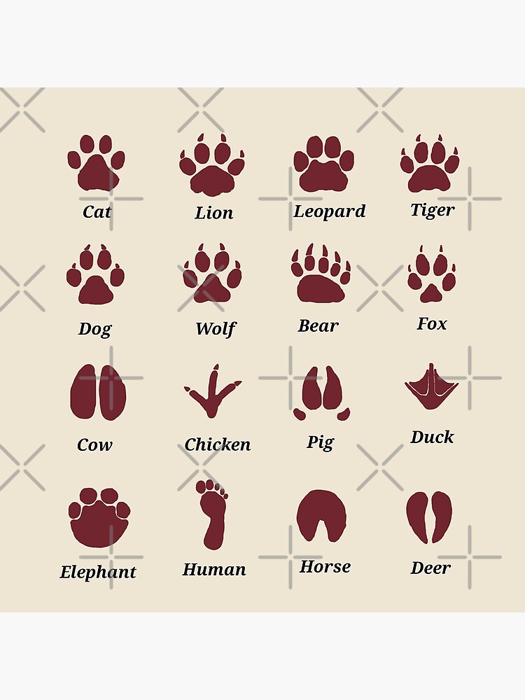 Animal Footprints Identification