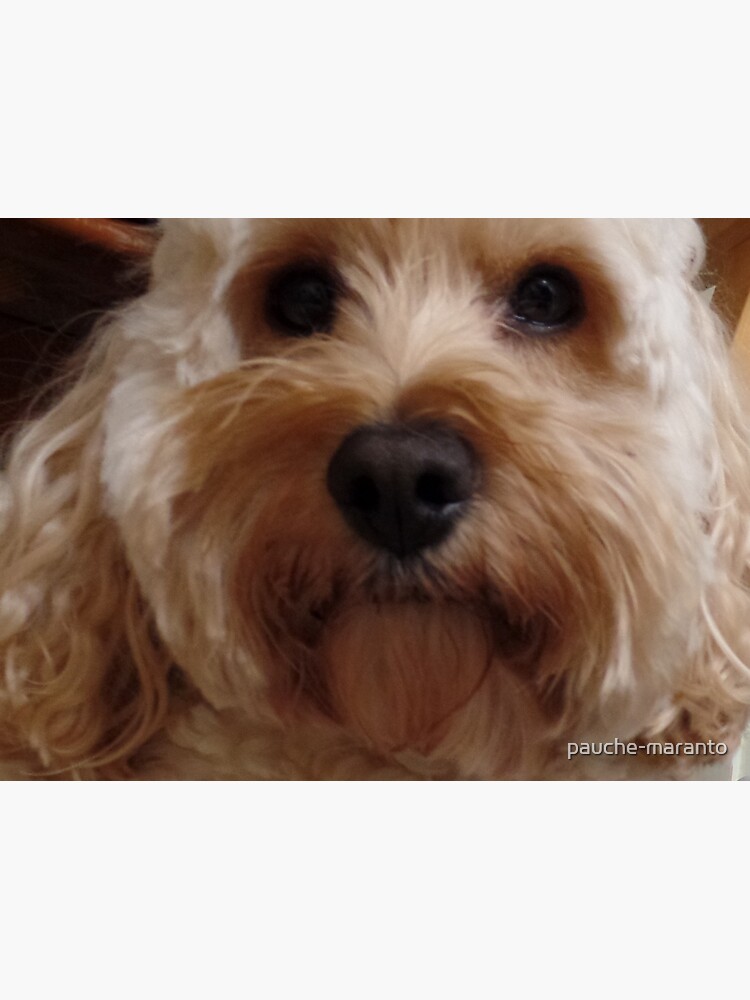 "Cockapoo's face" Sticker for Sale by pauche-maranto | Redbubble