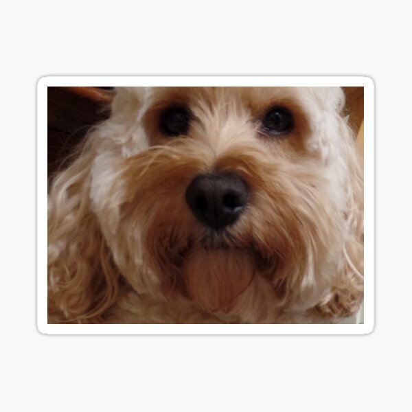 "Cockapoo's face" Sticker for Sale by pauche-maranto | Redbubble