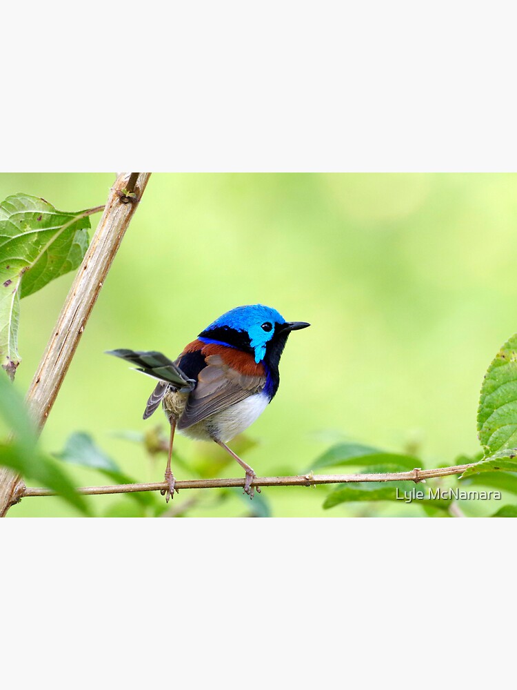 "Variegated Fairy Wren" Sticker for Sale by Elmacca | Redbubble