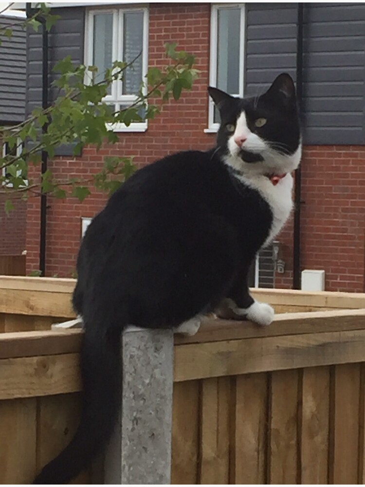 "Oreo the outdoor cat" Sticker for Sale by FabulousfoxesAJ | Redbubble