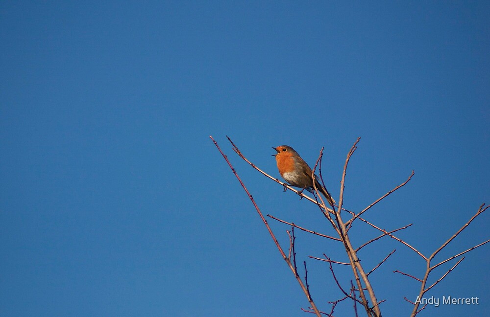 "Robin in Tree Branches Against Blue Sky" by Andy Merrett | Redbubble