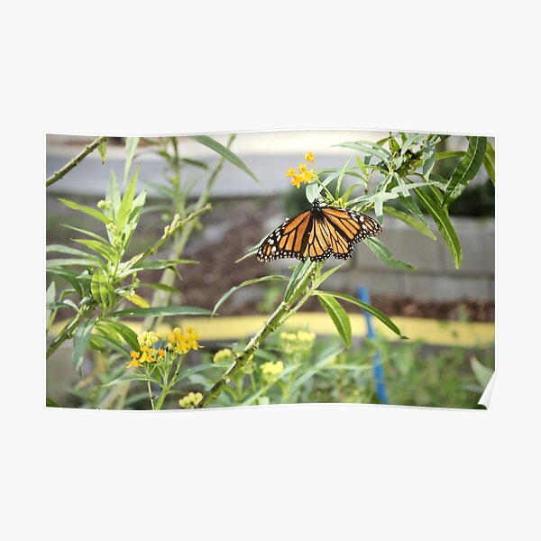 "Mobile Monarch" Poster for Sale by ChloeRoseB | Redbubble
