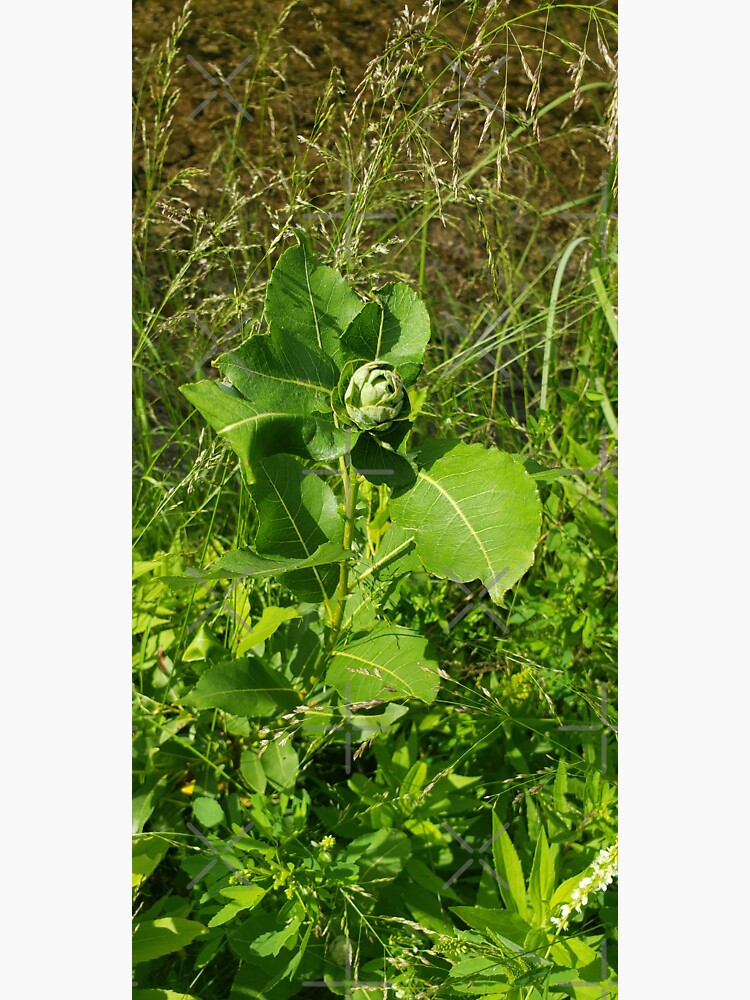 "Poplar rose" Sticker for Sale by Kim-Pratt | Redbubble