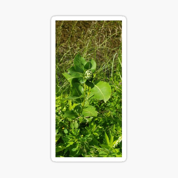 "Poplar rose" Sticker for Sale by Kim-Pratt | Redbubble