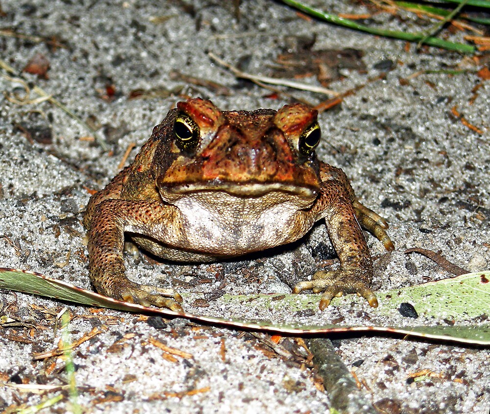 "Baby Cane Toad" by V1mage | Redbubble