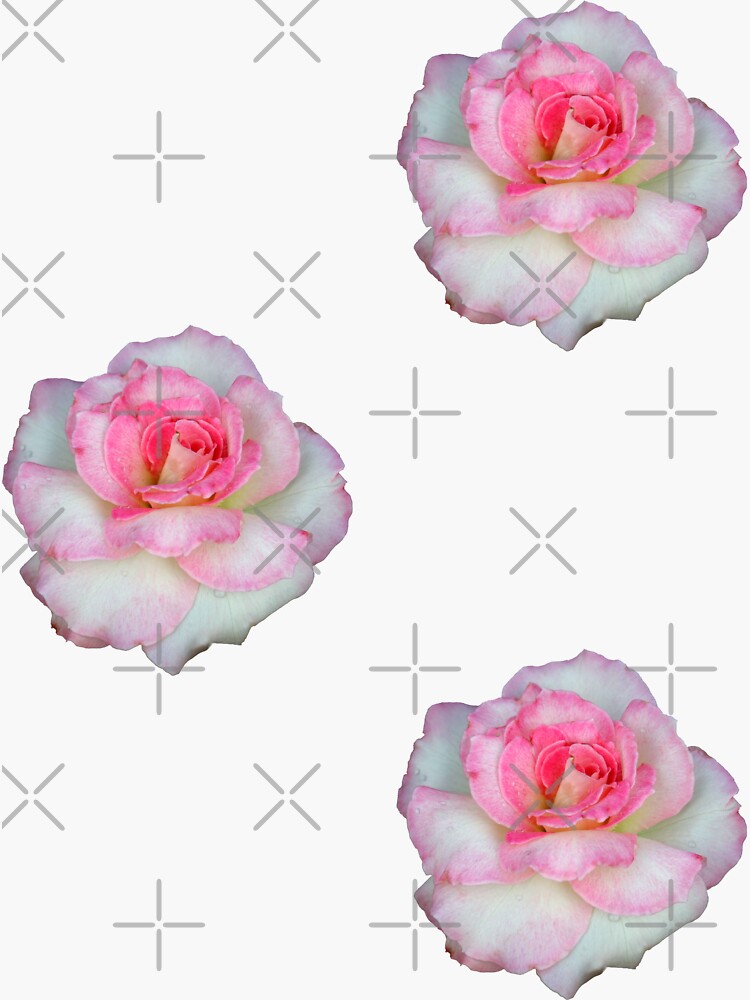 "Pink Rose" Sticker by STHogan | Redbubble