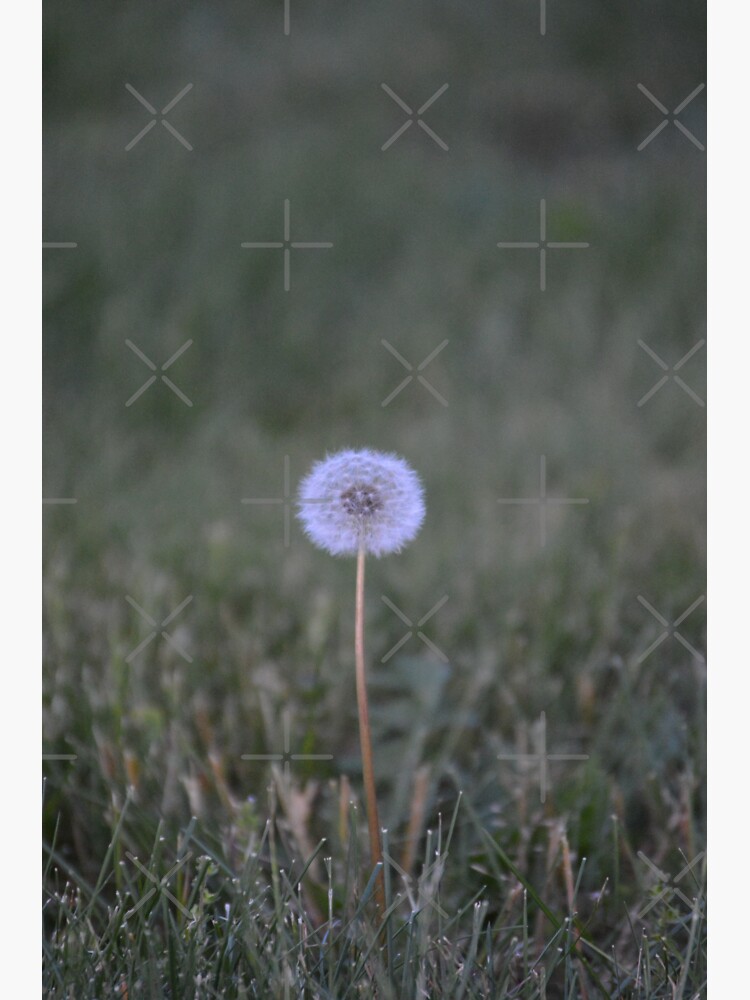 "Puffball" Sticker for Sale by tessiaphoto | Redbubble