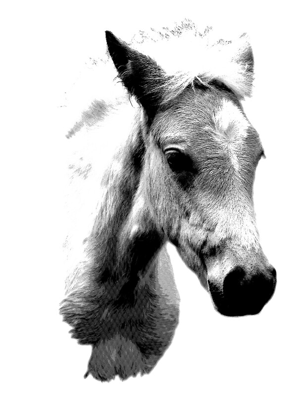 "Horse Face and Head. Digital Farm Animal Engraving Image" by ...
