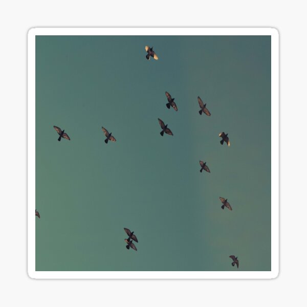 "Birds flying" Sticker by increase8 | Redbubble