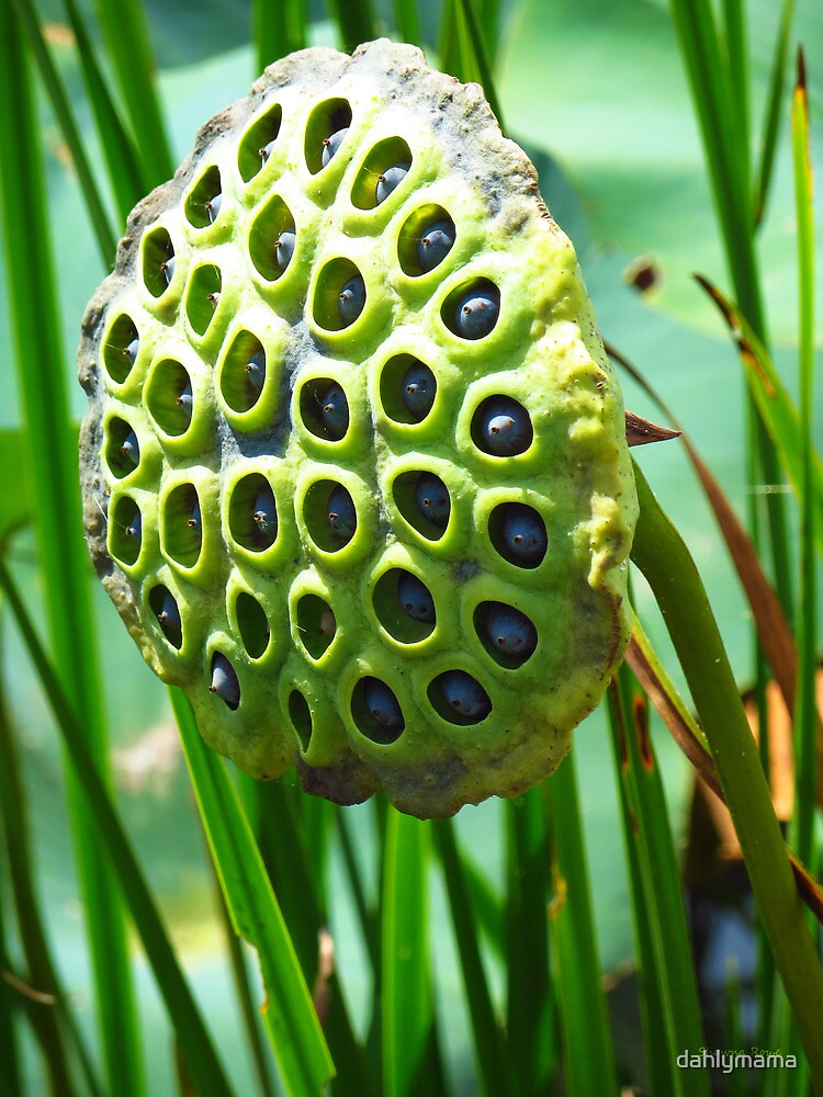 Lotus flower pod store