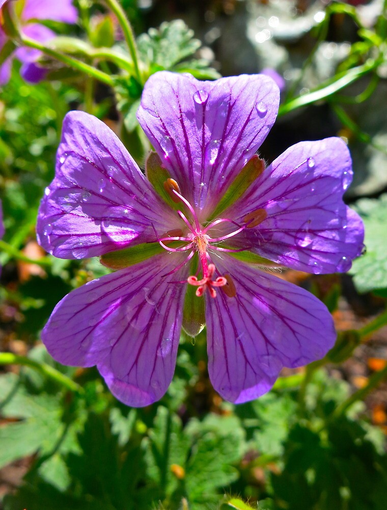 ""Lavender Wild Geranium"" by AlexandraZloto | Redbubble