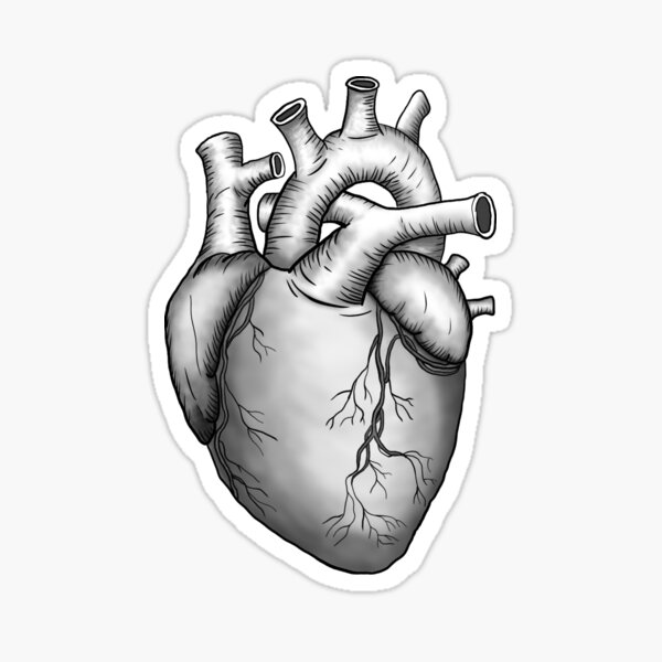 "real human heart" Sticker by Ilustrando Enfermeria | Redbubble