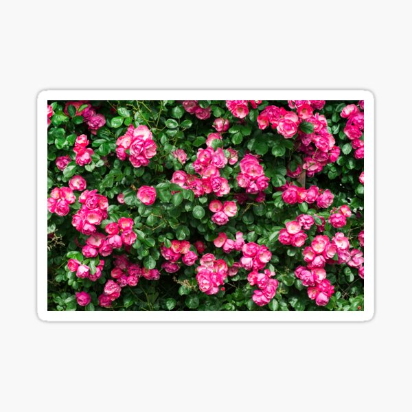 "pink rose bush" Sticker by NikoletaVukovic | Redbubble
