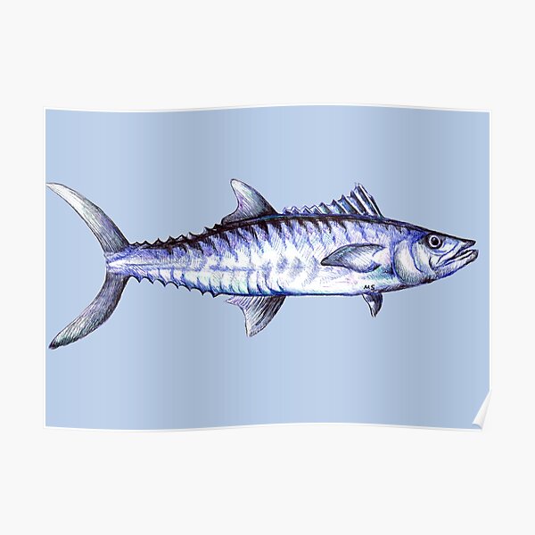 "King Mackerel Kingfish Drawing" Poster for Sale by Michelebuttons ...