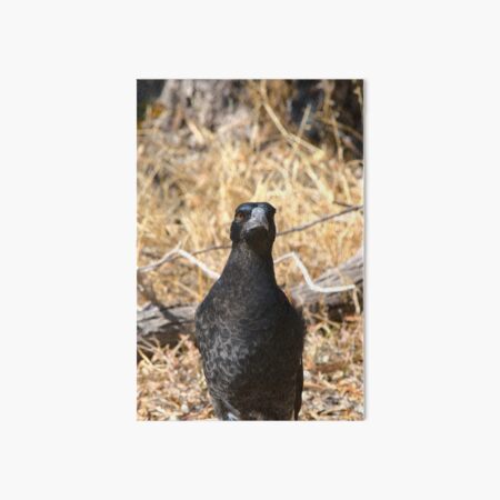 "Birds A magpie bird staring at the camera - portrait" Art Board Print ...