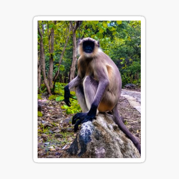 "Monkey in the jungle" Sticker for Sale by HRC-Collection | Redbubble