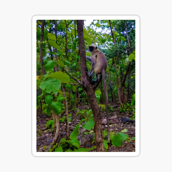 "Monkey on the tree in the jungle" Sticker by HRC-Collection | Redbubble