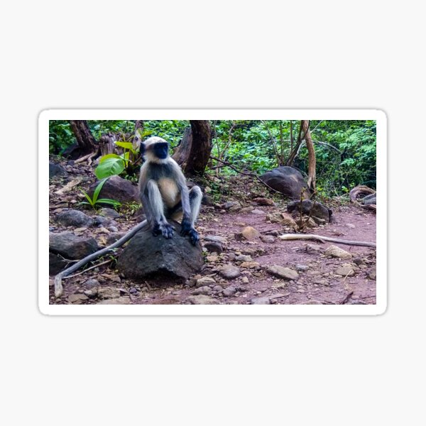 "Monkey resting on the rock" Sticker for Sale by HRC-Collection | Redbubble