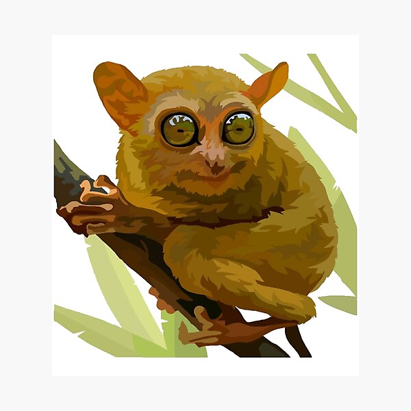 "tarsier" Photographic Print for Sale by art-master1 | Redbubble