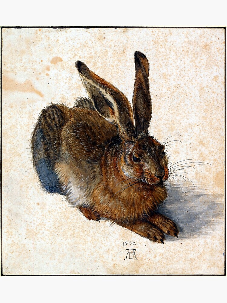 "Albrecht Durer Young Hare" Canvas Print for Sale by pdgraphics | Redbubble