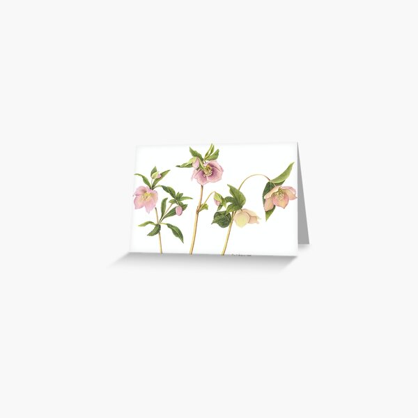 "Helleborus orientalis - Lenten Rose" Greeting Card for Sale by Cheryl ...