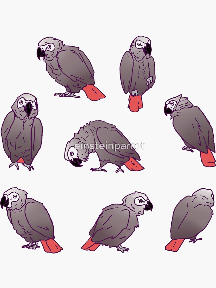 "African Grey Parrot Sticker Bundle Pack" Sticker for Sale by ...