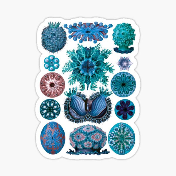 "Ernst Haeckel Ascidiae Sea Squirts Teal Colorway" Sticker by ...