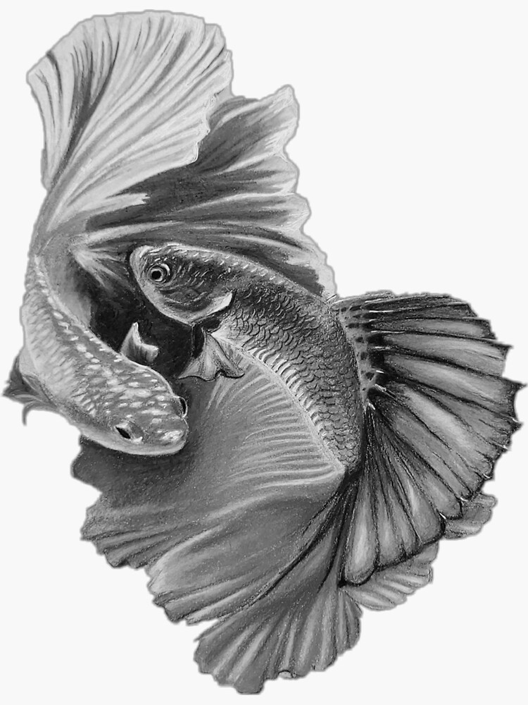 Pegatina «Beta Fish Yin Yang (B&N)» de AlexArtwork | Redbubble