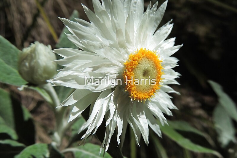 "White Paper Daisy (Coronidium elatum)" by Marilyn Harris | Redbubble