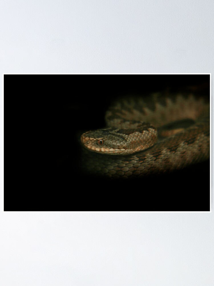 "The adder, the only venormous snake in Britain" Poster for Sale by ...