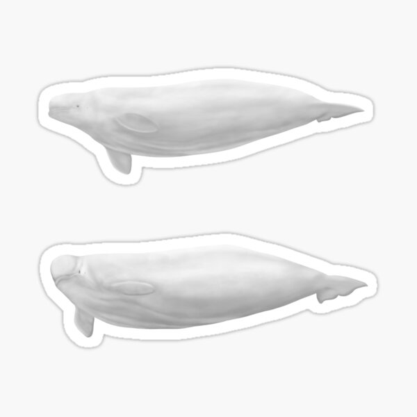 "beluga whales" Sticker by savagerman | Redbubble