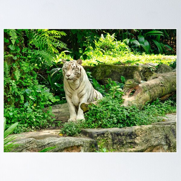 White Tiger Niche