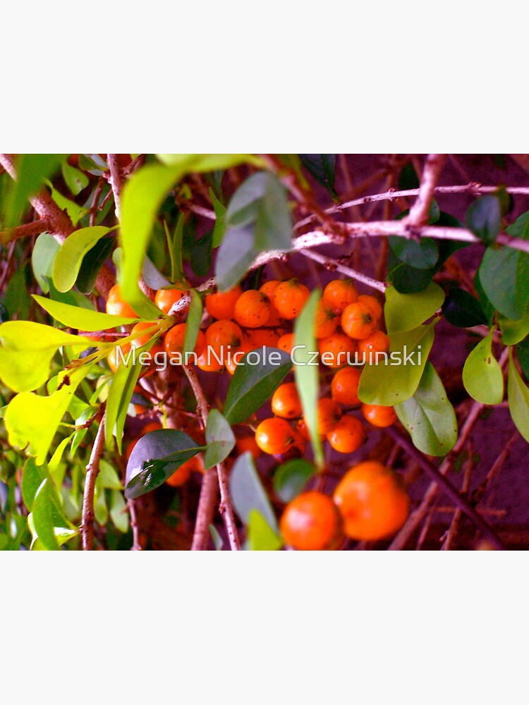 "Wild Berries-Philippines" Canvas Print by 2984nicole | Redbubble