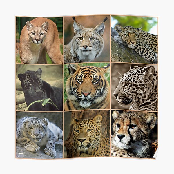 "Big Cats Collage" Poster for Sale by Irinapol | Redbubble
