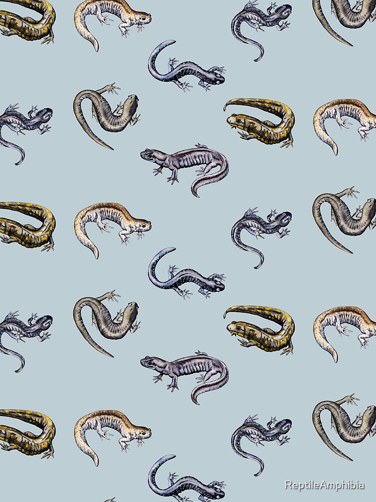 Salamander Designs