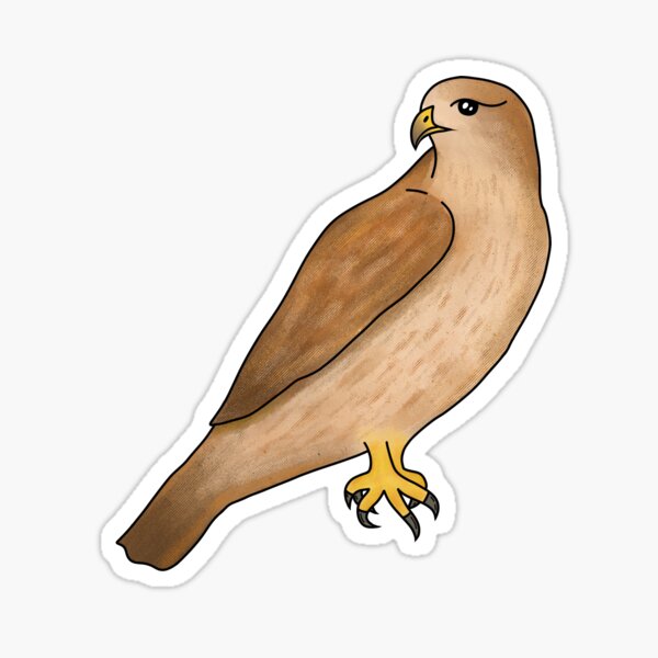 Red Tailed Hawk Stickers | Redbubble