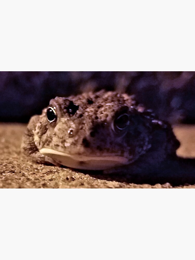 "another TOAD" Sticker by normalshirtguy | Redbubble