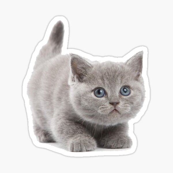 "Cute Kitty!" Sticker by ShinGrace | Redbubble