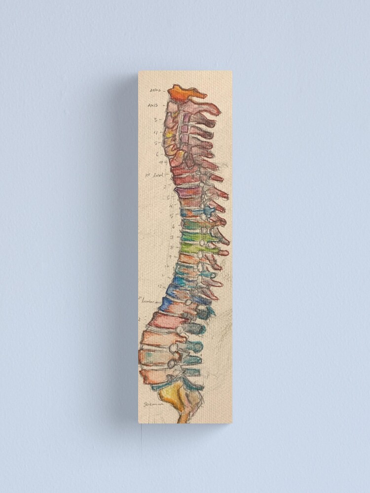 "Lateral Spine Anatomy" Canvas Print for Sale by megnatomy | Redbubble
