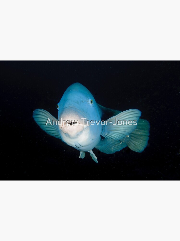 "Eastern Blue Groper - Achoerodus viridis" Poster by andrewtj | Redbubble