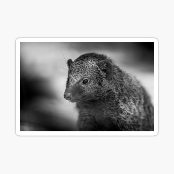 "Mongoose" Sticker by Olek-Impek | Redbubble