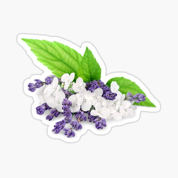 "Purple Jasmine Flower" Sticker for Sale by judahnations | Redbubble